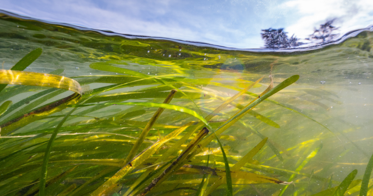 Seagrass : A Solent Story - Isle of Wight College